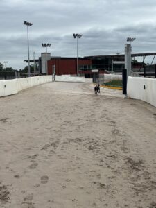 First Look: Trainers Full Of Praise For The Q - Greyhound Recorder