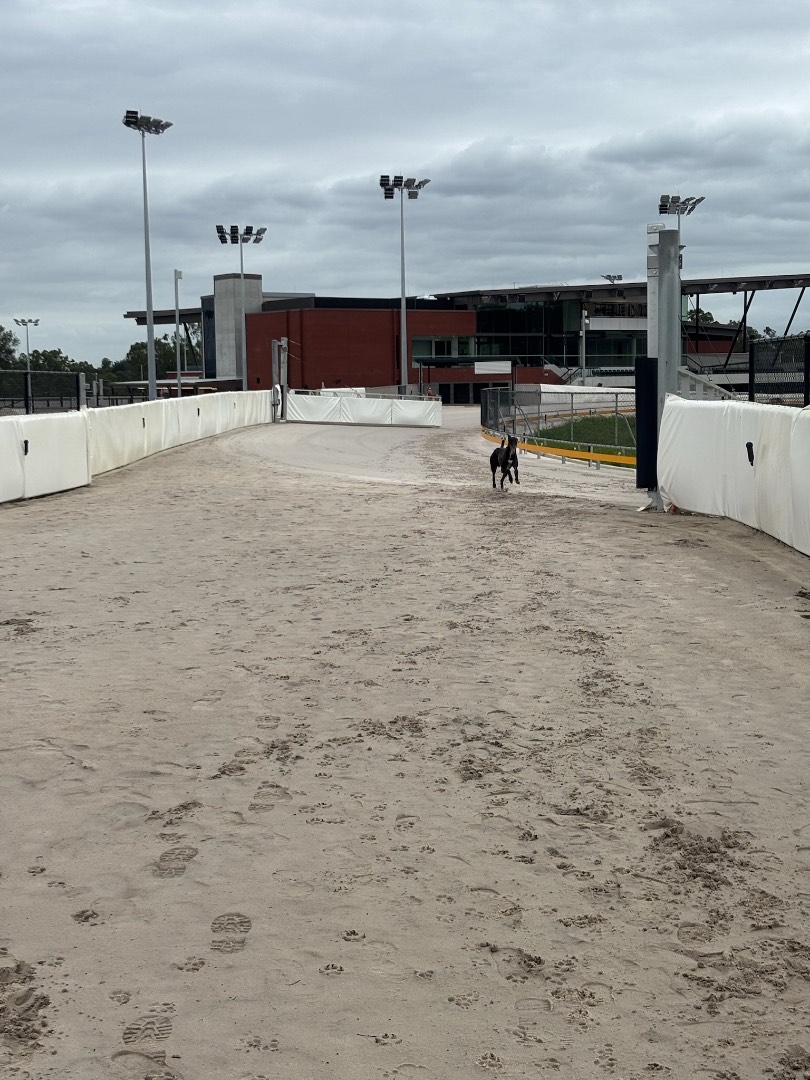 First Look: Trainers Full Of Praise For The Q - Greyhound Recorder