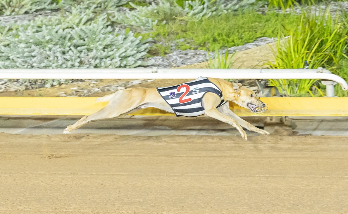 Jimmy's Jet Picks Up Where He Left Off At Home - Greyhound Recorder