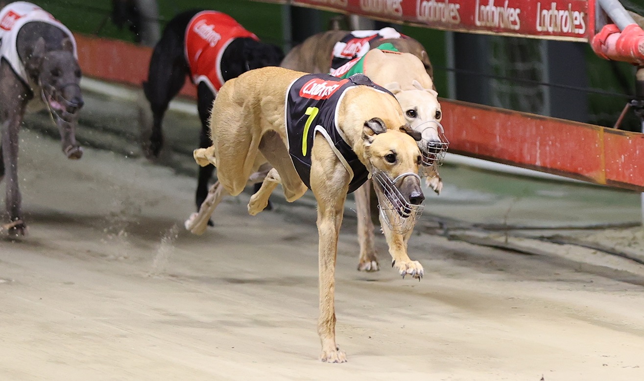 Series Favourite Ruled Out Of Peter Mosman Opal - Greyhound Recorder