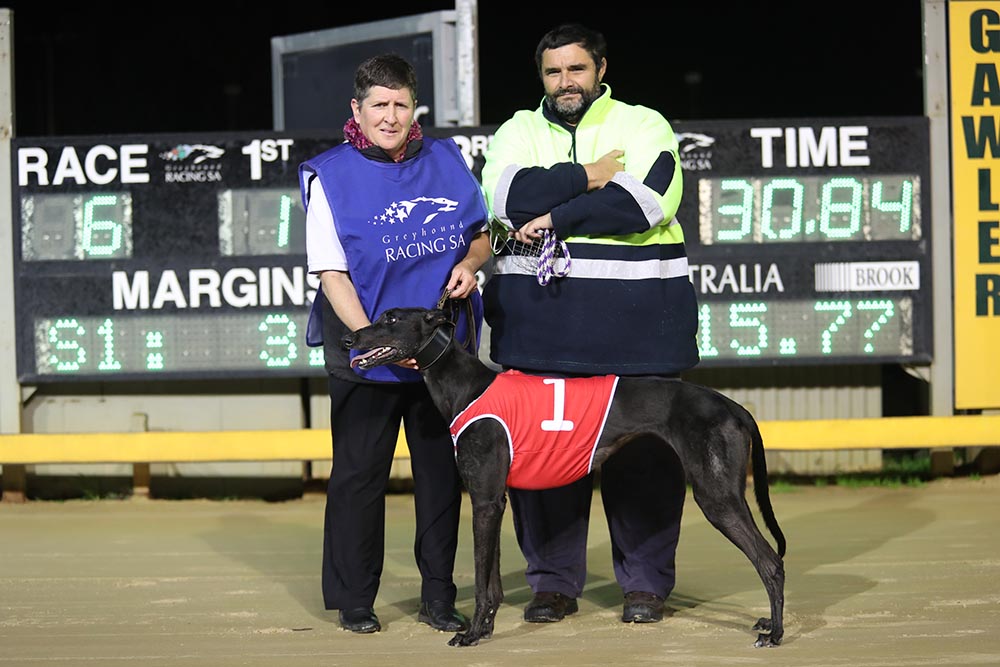 Siokas Soaking Up 'Wild' She's That Girl Ride - Greyhound Recorder