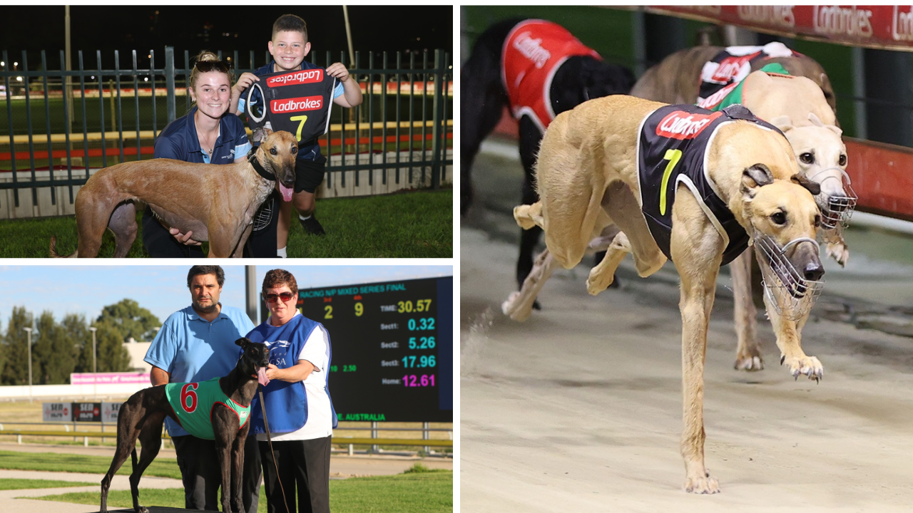 Siokas Soaking Up 'Wild' She's That Girl Ride - Greyhound Recorder