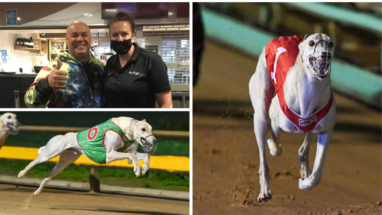 Double: Cardillo's Training Career Up And Running - Greyhound Recorder