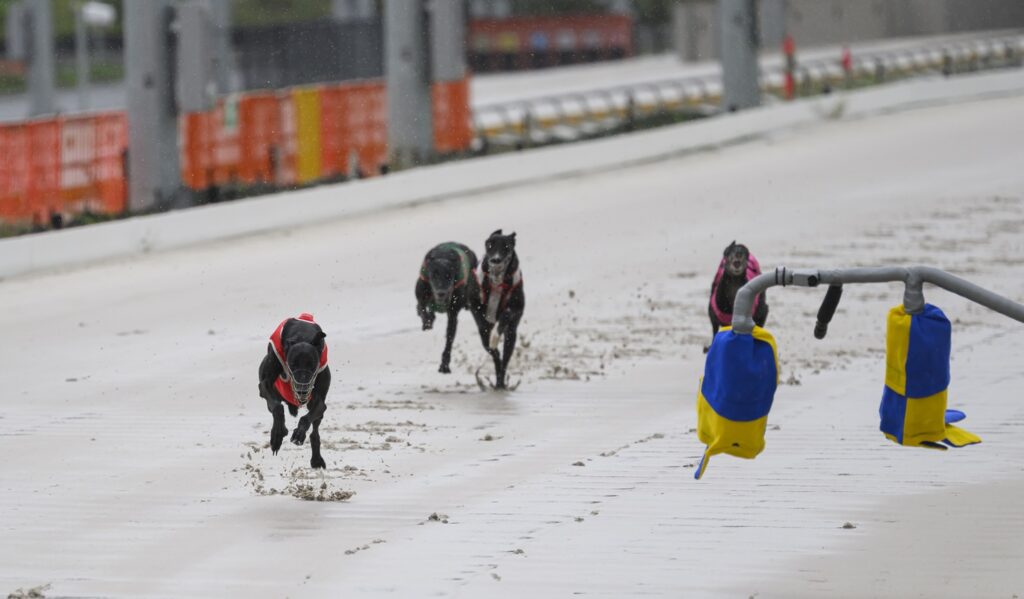 New Dawn: The Q Set For Historic First Meeting - Greyhound Recorder