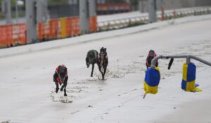 New Dawn: The Q Set For Historic First Meeting - Greyhound Recorder