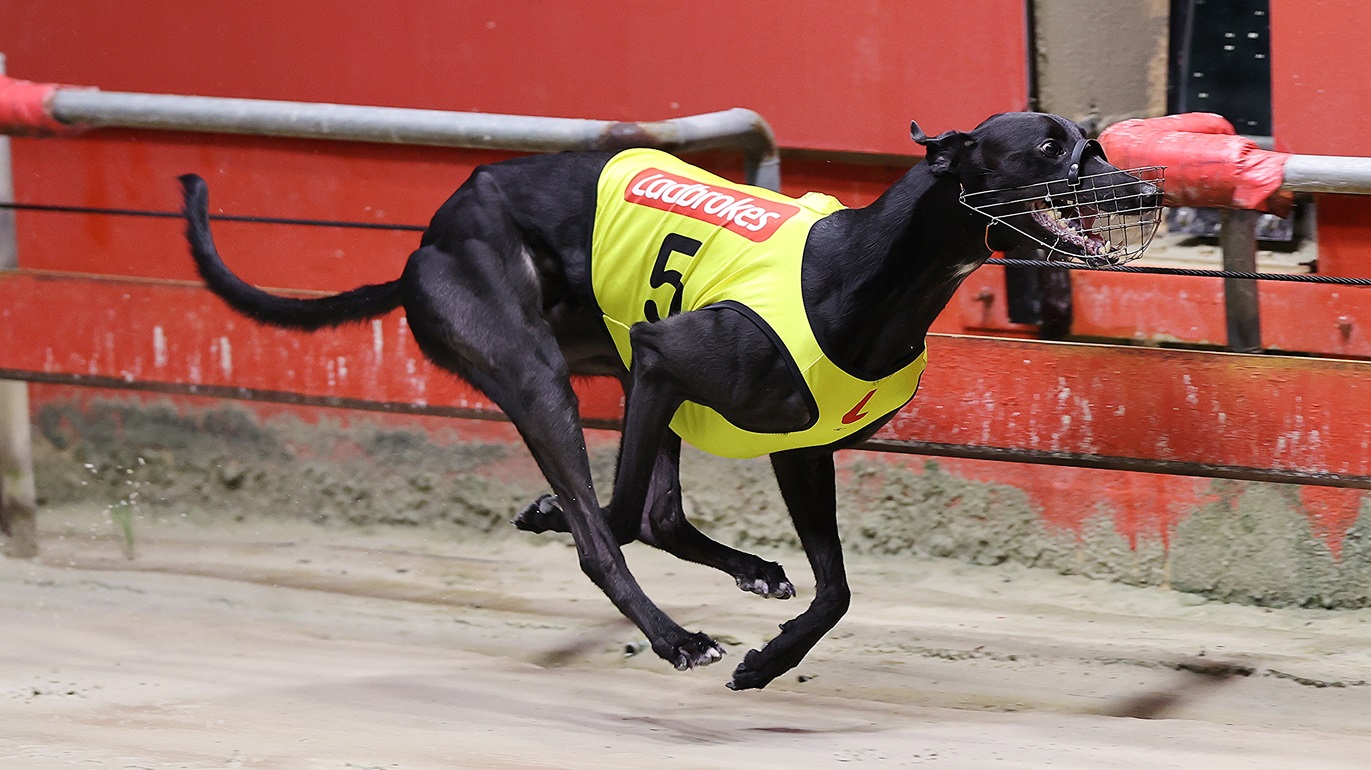 No Megastar But Johnny Will Be Good For MDC - Greyhound Recorder