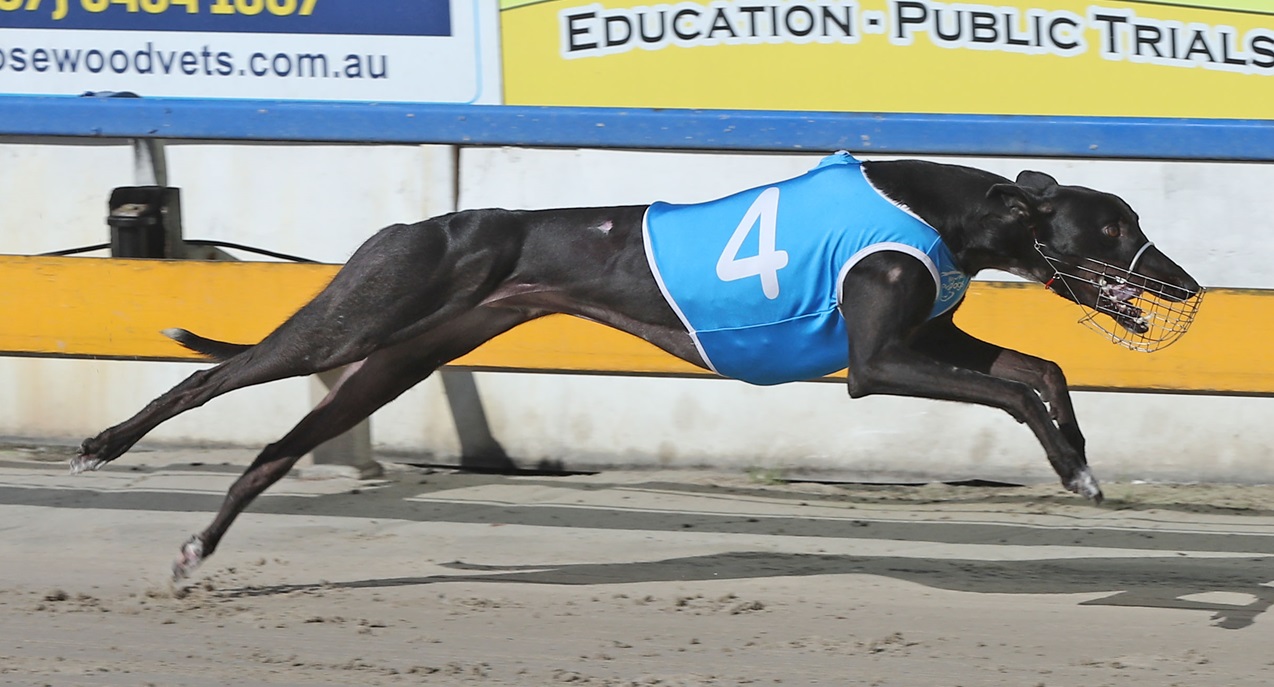Robinson Duo Roar Into Golden Chase Auction Mix - Greyhound Recorder