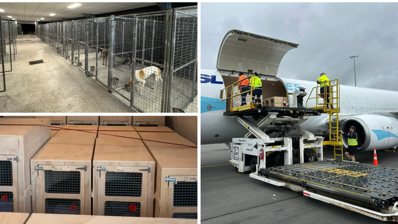 Goldstar Racing To Make Australian Racing Debut - Greyhound Recorder