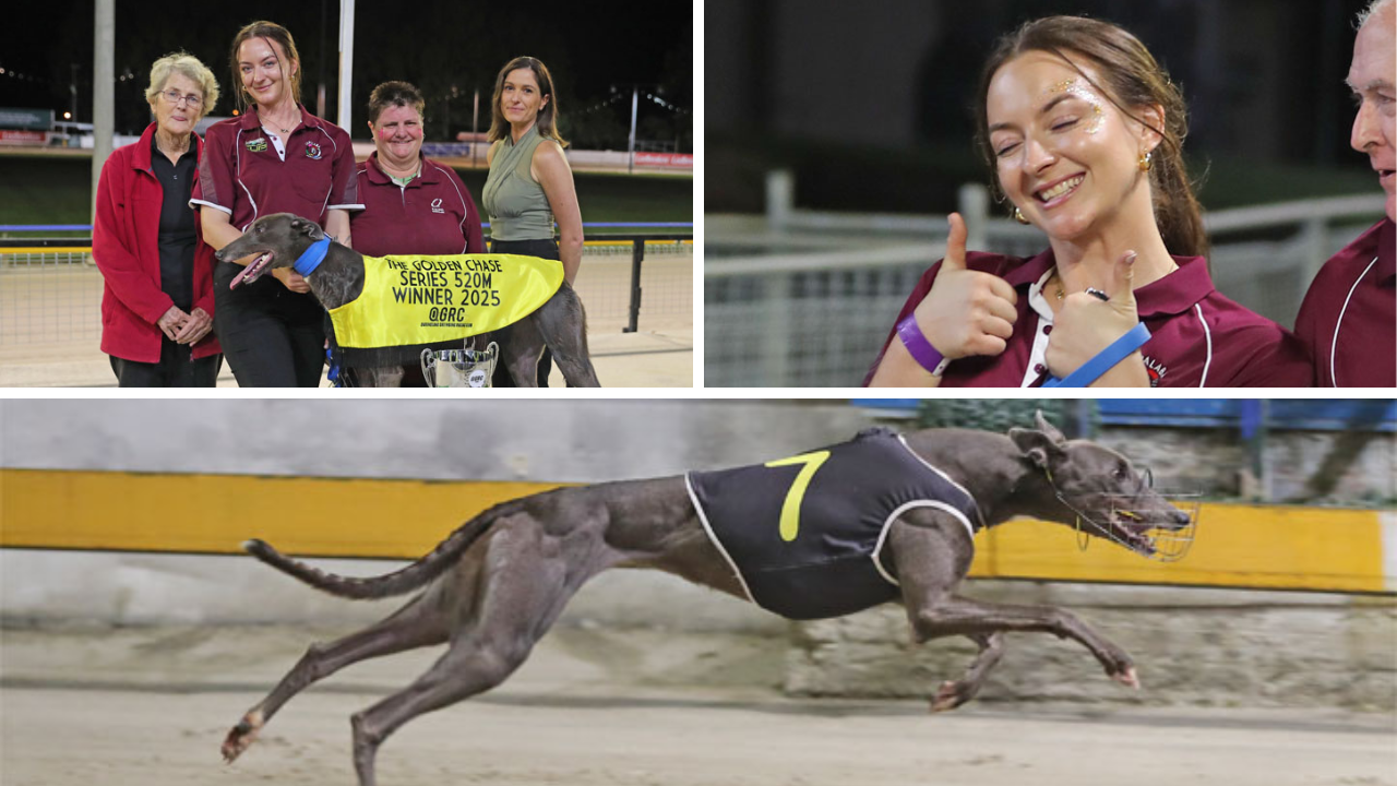Simulate Continues Golden Chase Dominance - Greyhound Recorder