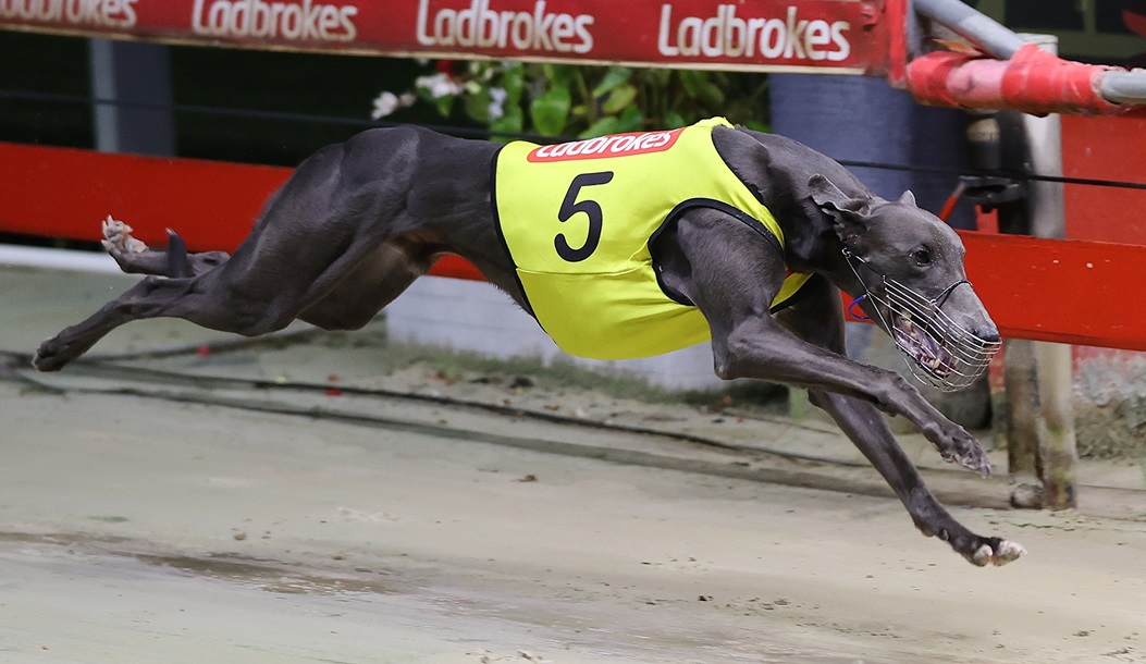 Box Draw Final Piece To Intriguing Egg Race - Greyhound Recorder