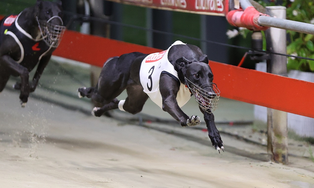 'Just A Fairytale': Rebecca On Cusp Of Group 1 Dream - Greyhound Recorder