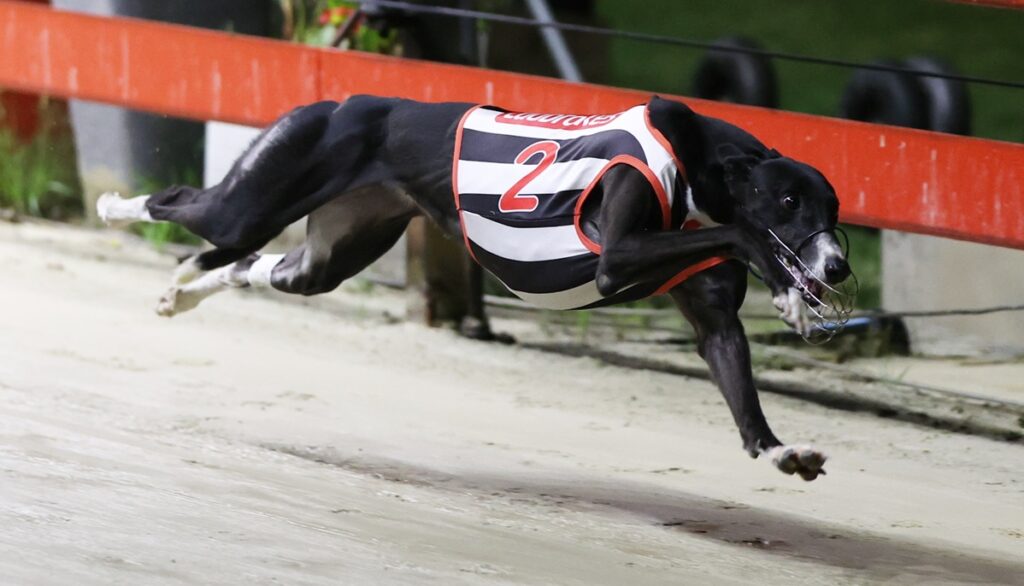 Butchers Savour Apilla's Group 1 Moment - Greyhound Recorder