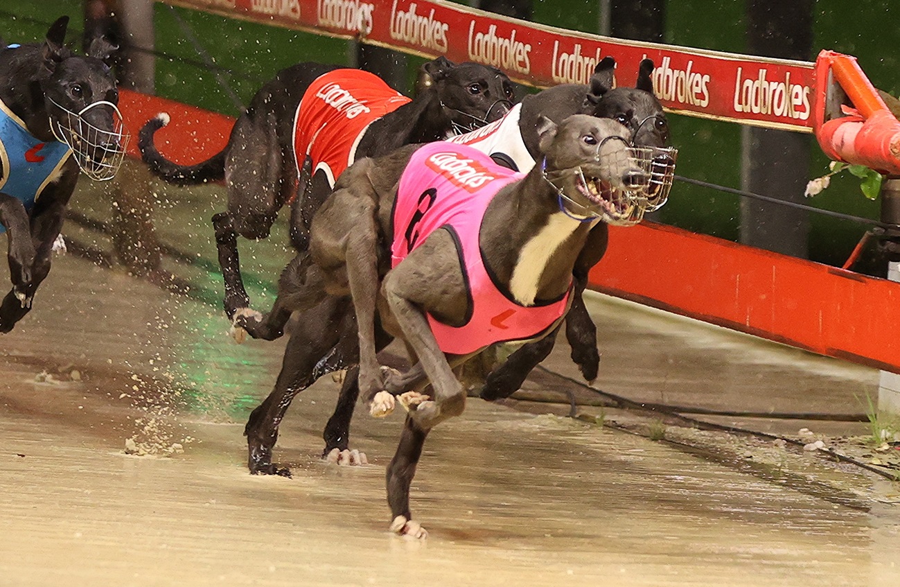 Beau's Back In Pursuit Of Bob Payne Redemption - Greyhound Recorder