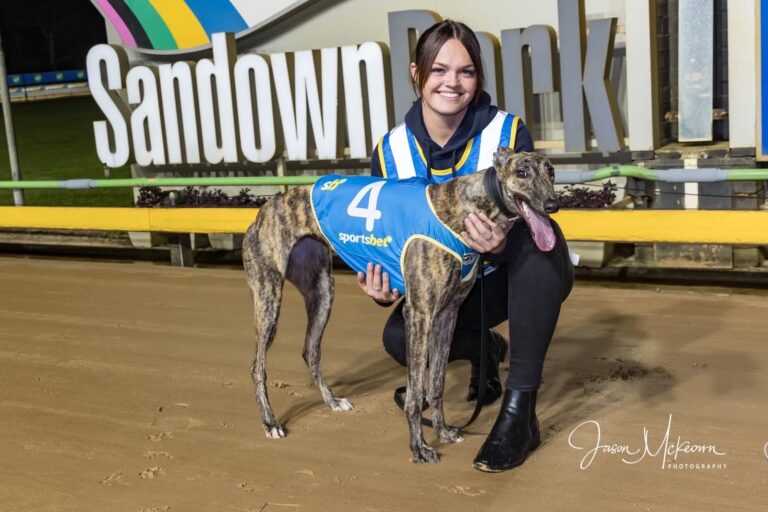 Box Draw Has Gambella Up Against It In Sapphire - Greyhound Recorder