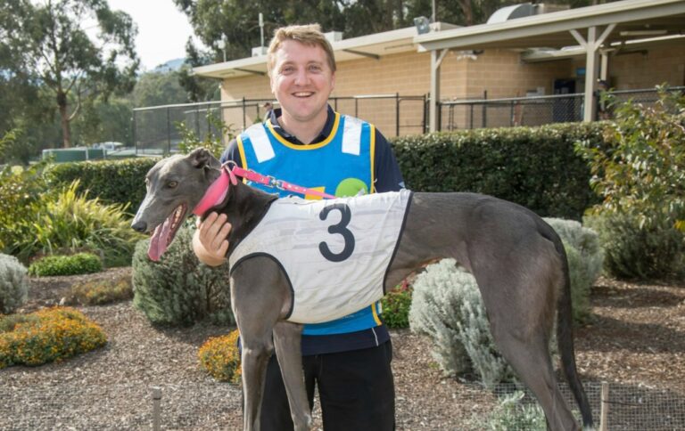 Value: Ready Made Race Dogs For Sale - Greyhound Recorder