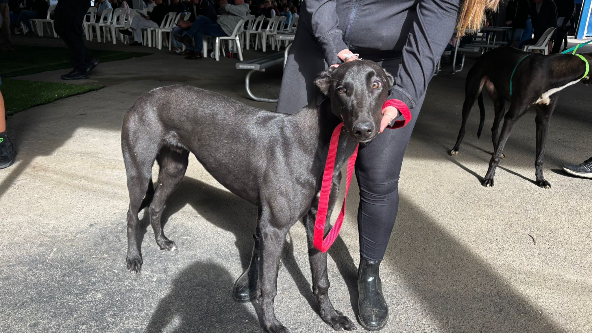 Top Auction Lot Brings $37k, Sale Total Of $1.1m - Greyhound Recorder