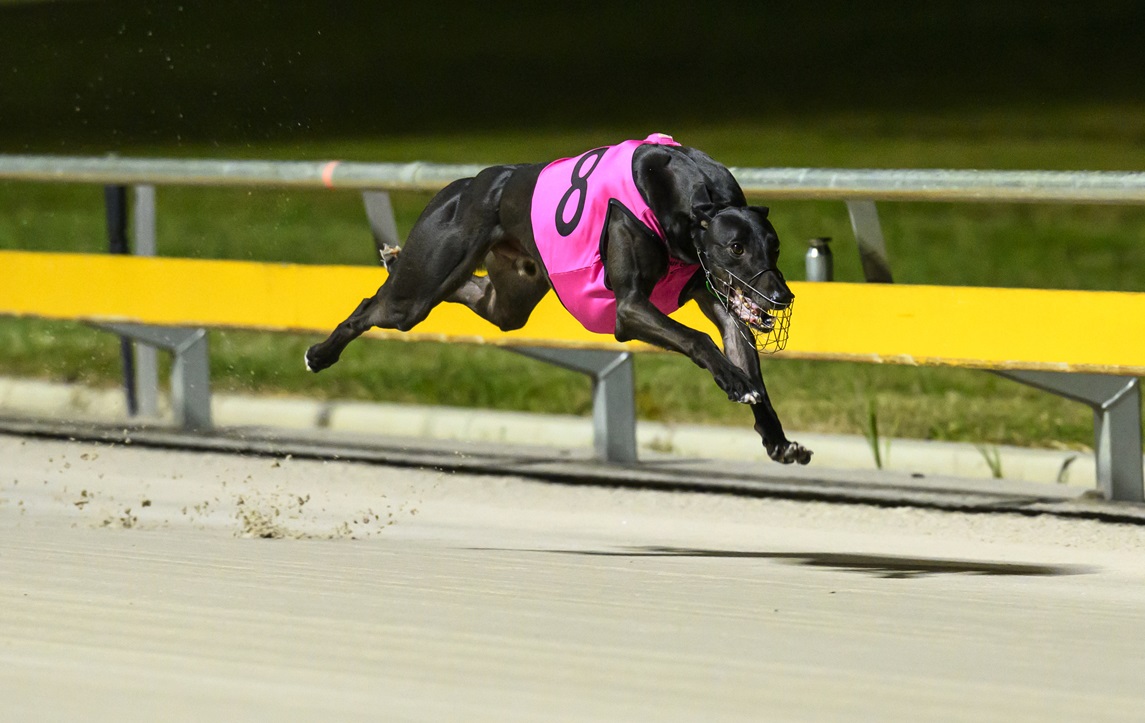 Tim Zoo To Deliver Knockout In Cyndie's Magic - Greyhound Recorder
