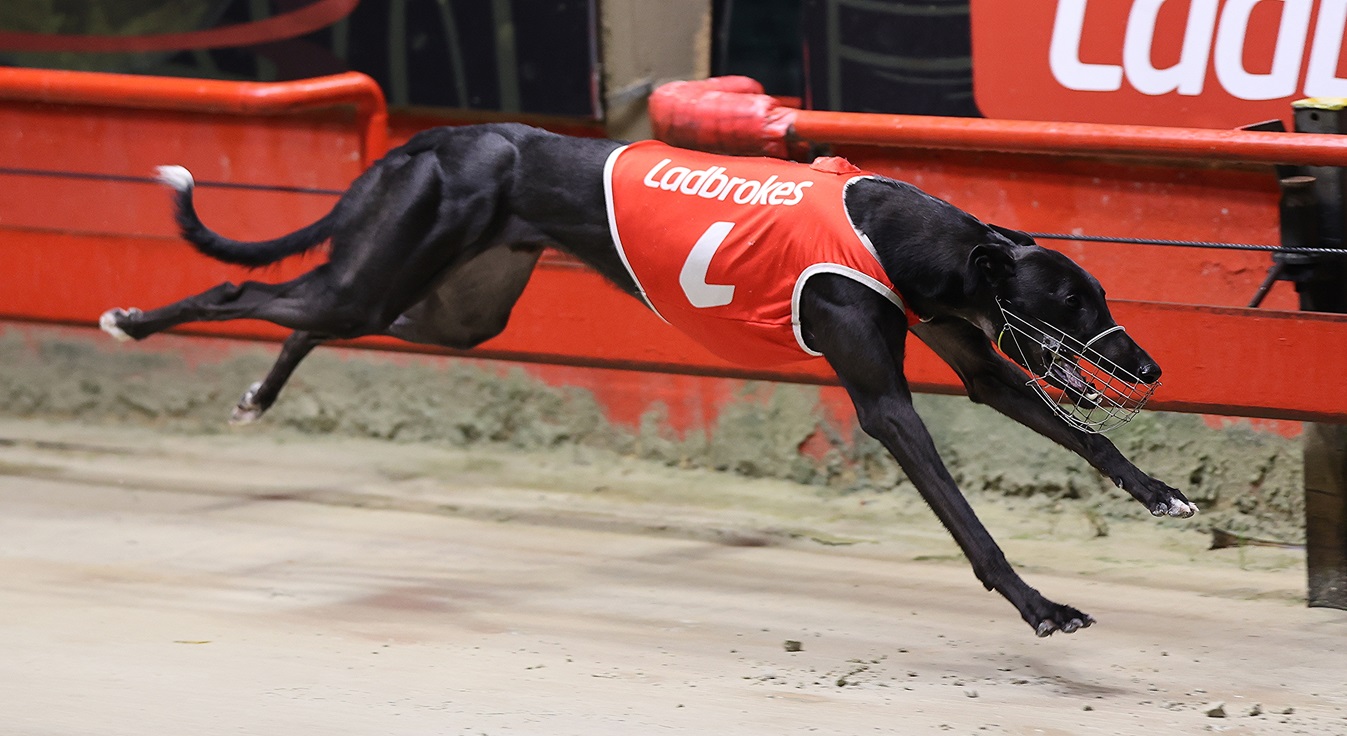 Age No Barrier For Destroying In Flying Amy - Greyhound Recorder