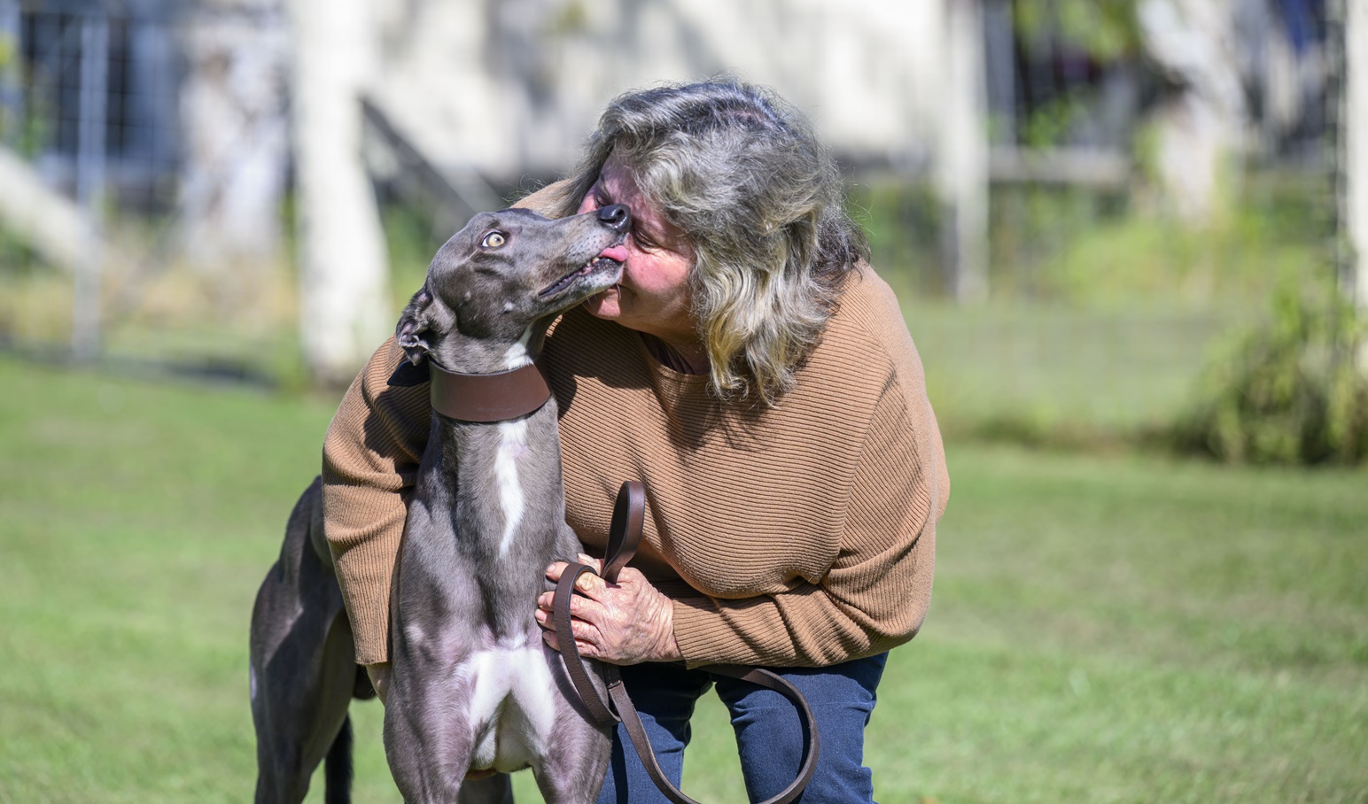 Blue Blend To Let Fly In Classic Encounter - Greyhound Recorder