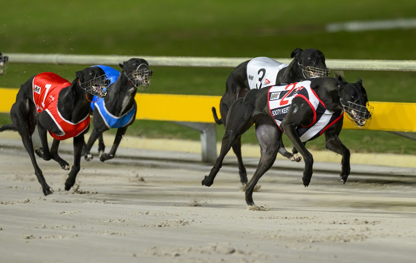 Sooty Keeping Creates History In Flying Amy - Greyhound Recorder