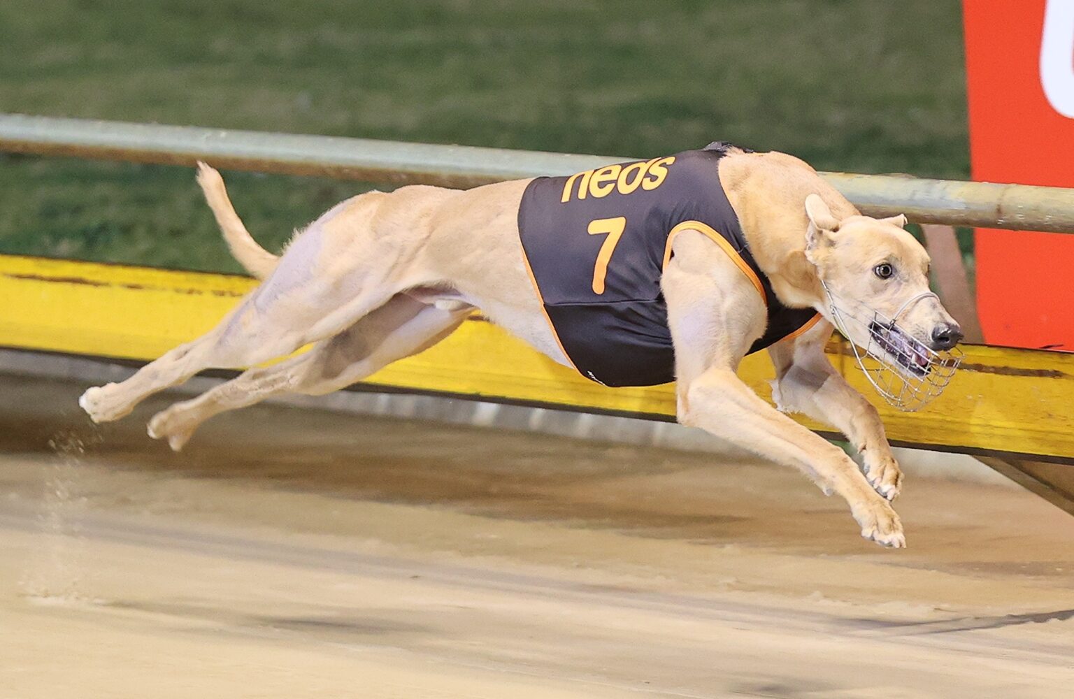 Flash Jet Sees Red For Epic Thunderbolt Clash - Greyhound Recorder