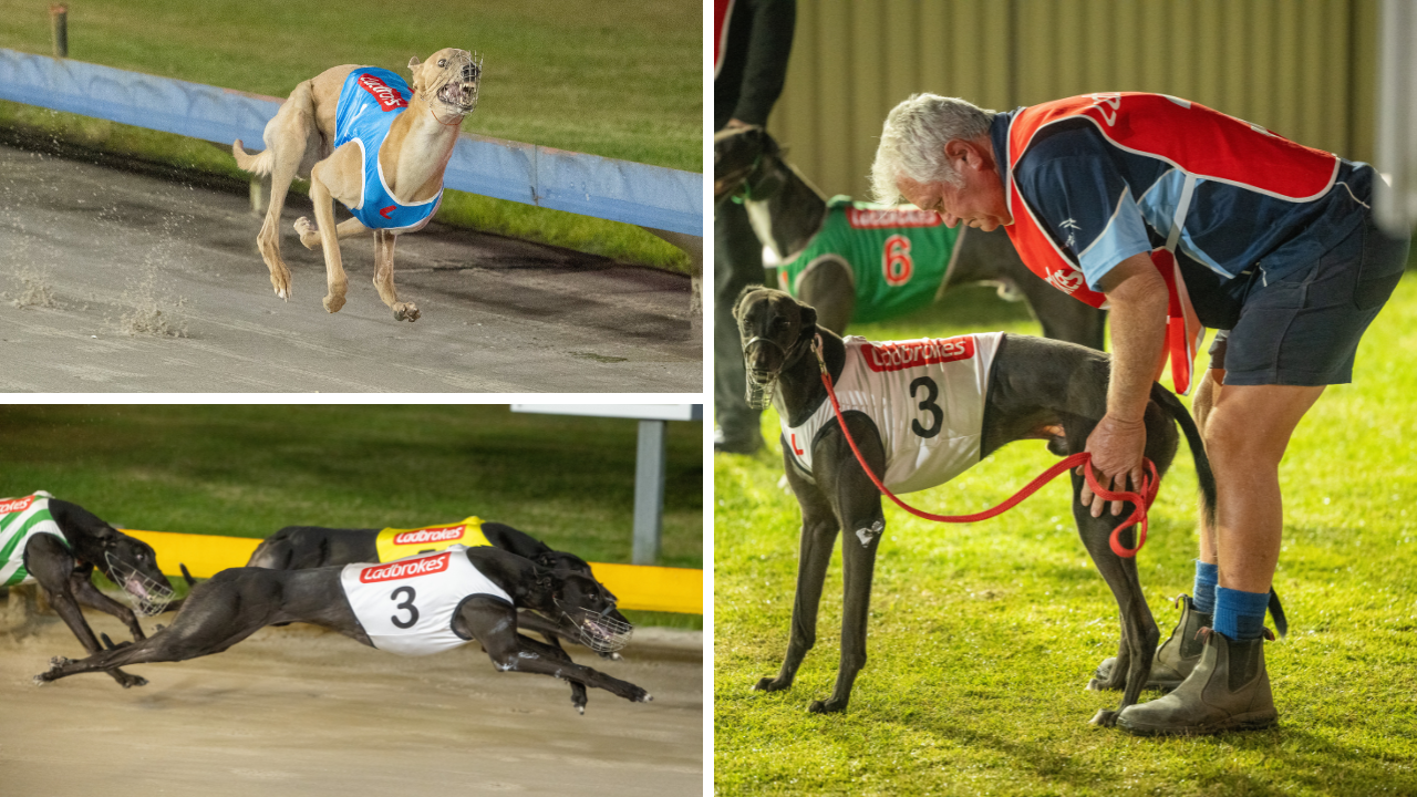 Mates On Thunderbolt Collision Course - Greyhound Recorder