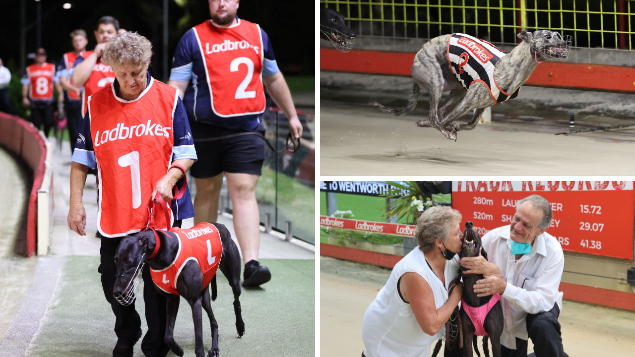 Can Star Live Up To Name For Mosman Mission? - Greyhound Recorder