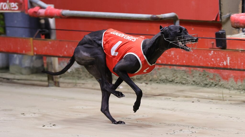 Can Star Live Up To Name For Mosman Mission? - Greyhound Recorder