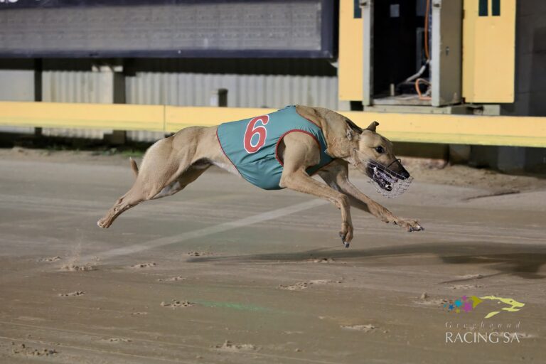 Greyhound Racing News - Greyhound Recorder