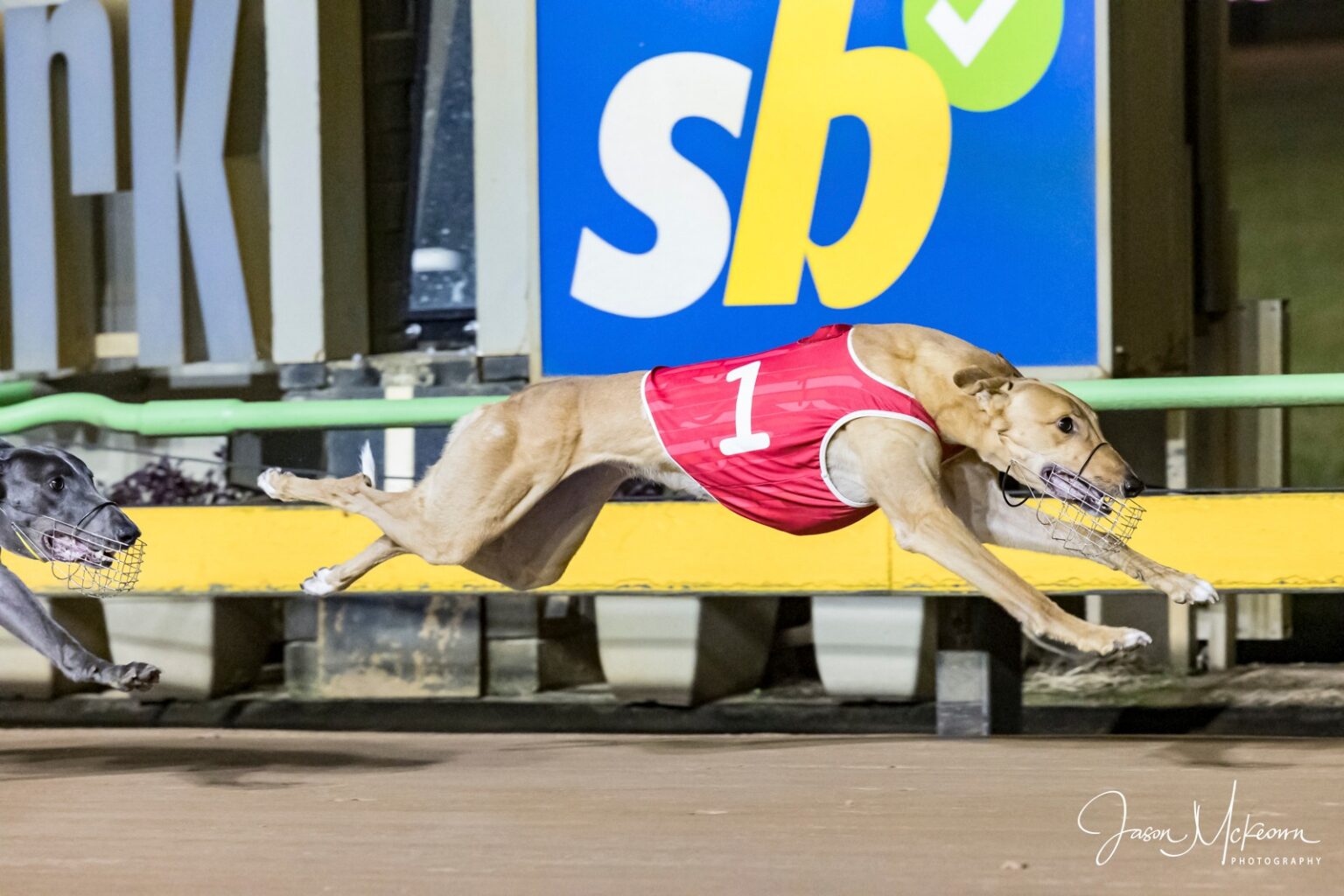 Oaks Winner Where's Poppy Retires A Winner - Greyhound Recorder