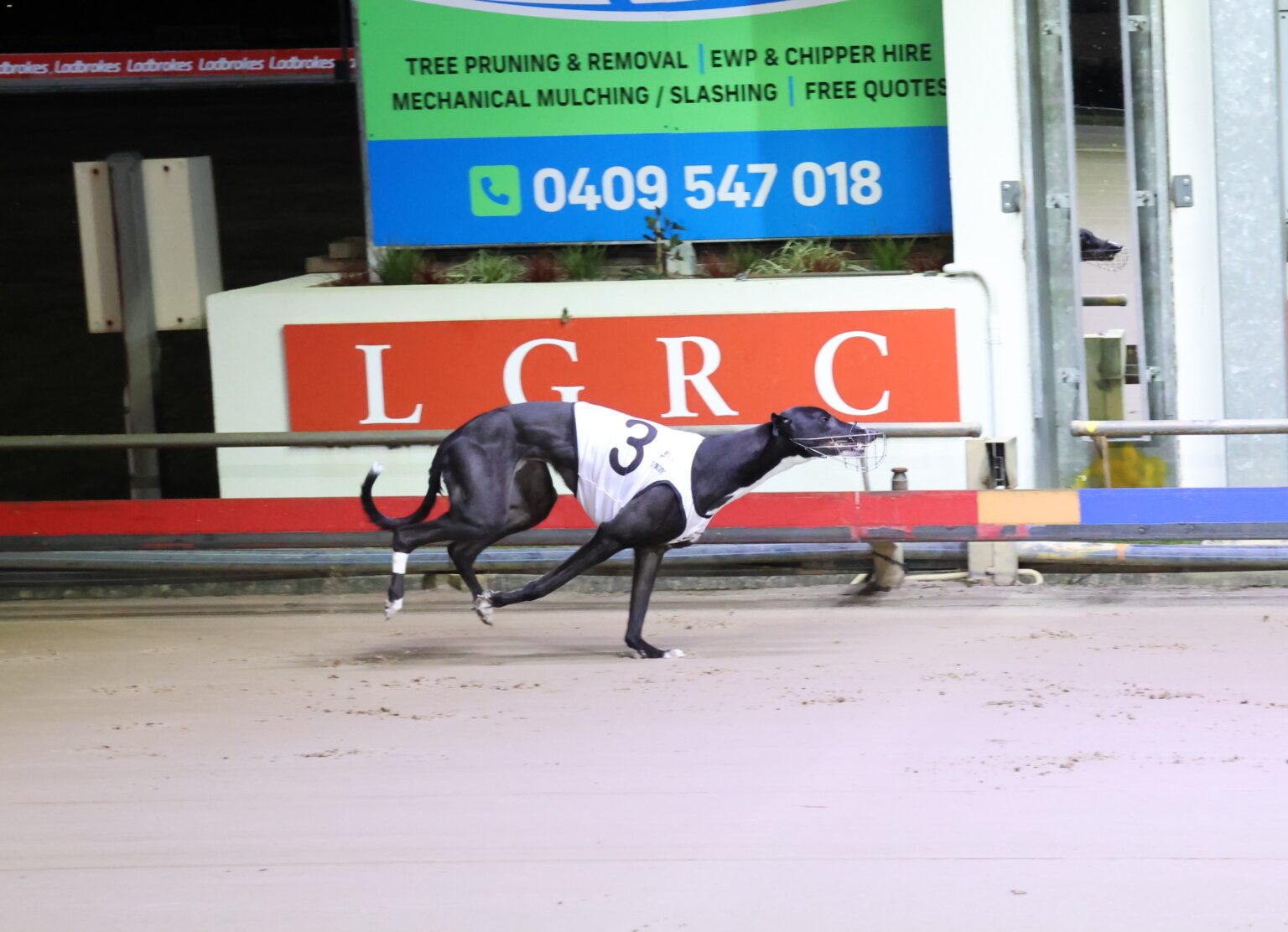 Winning Hand: McNiff Stakes Next For Dealer - Greyhound Recorder