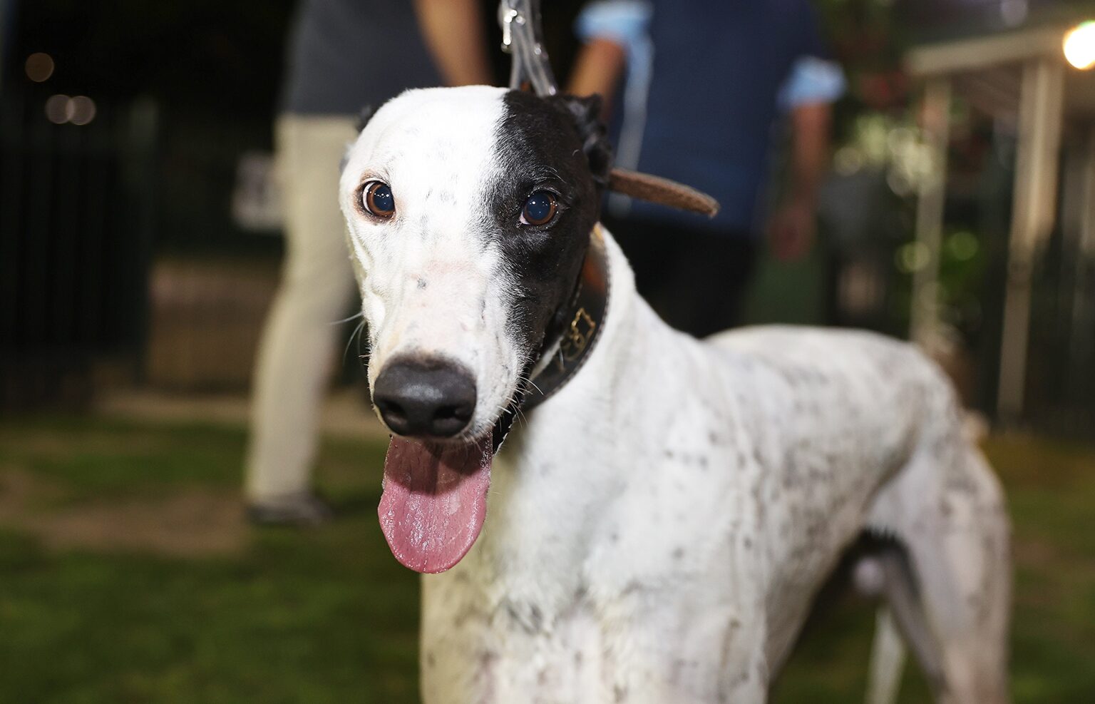 Chance Alakazam Buy Proving A Magic Move - Greyhound Recorder