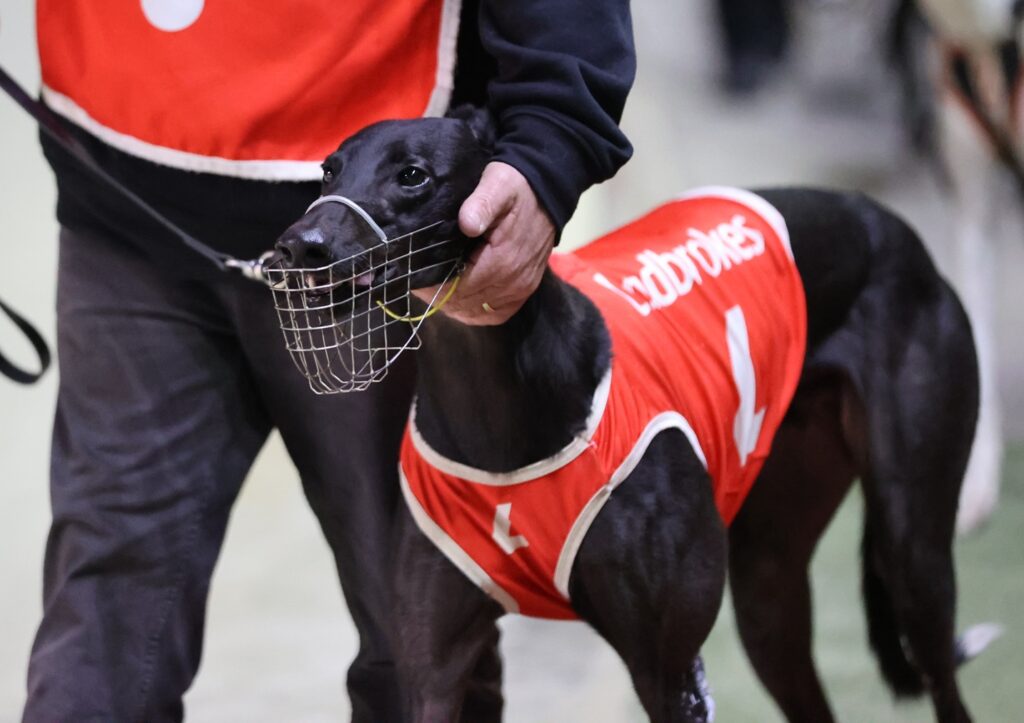Boom Plaintiff Pup To Return Group 1 Verdict - Greyhound Recorder