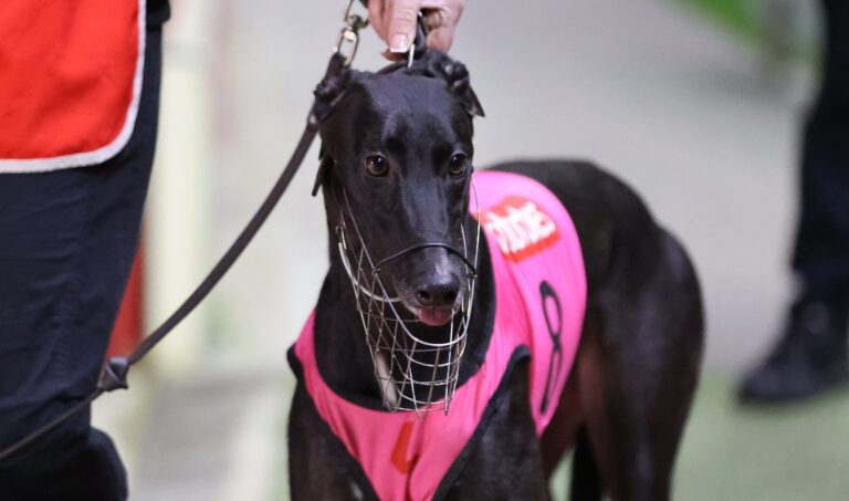 Pride On The Line In G1 Vic Peters Classic - Greyhound Recorder