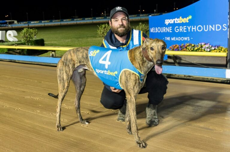 Tina's Babe Greyhound - Form, Stats & News