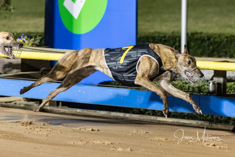 Q2 Parklands Greyhound Racing - Fields, Form & Stats