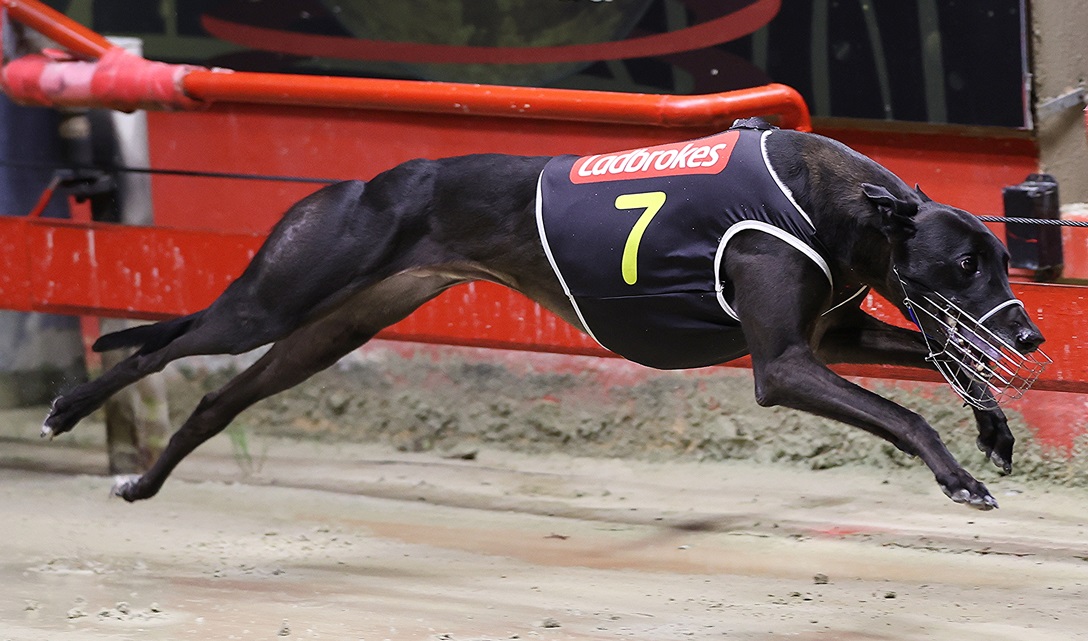 Stars To Align For Vista Yttrium In Phil Davis - Greyhound Recorder