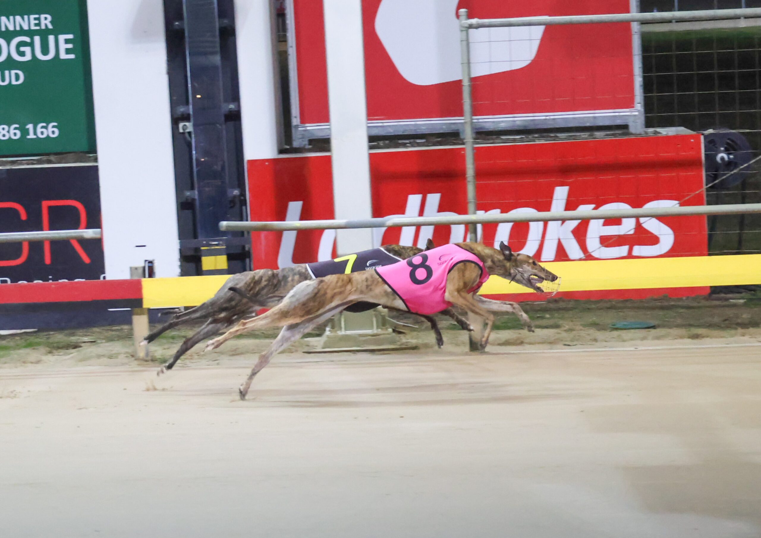 Stella In The Zone Ahead Of Shane Yates Test - Greyhound Recorder