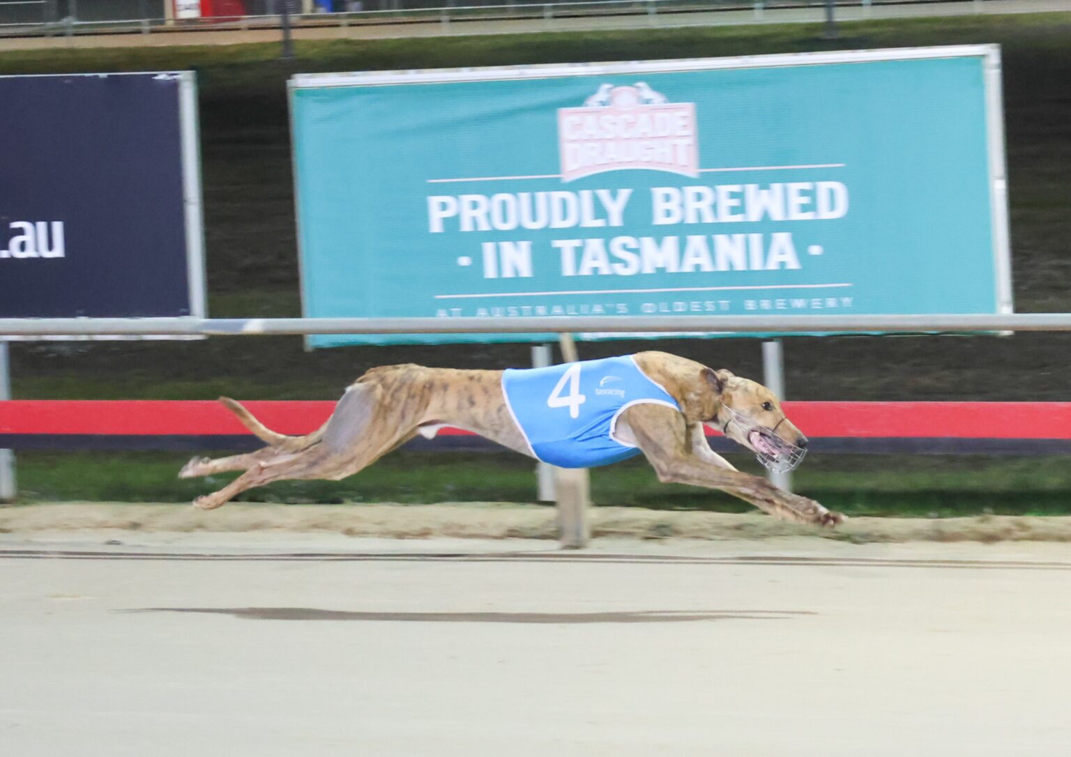Stella In The Zone Ahead Of Shane Yates Test - Greyhound Recorder