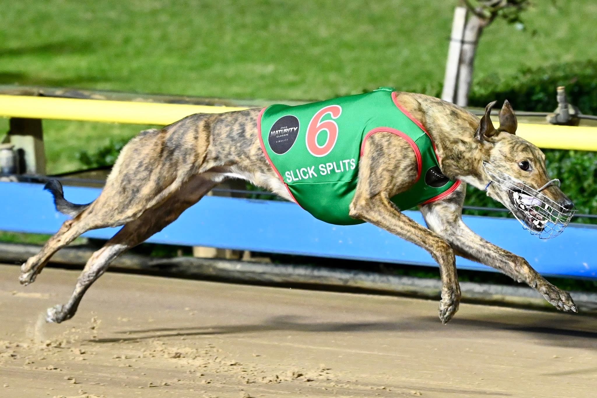 Slick Splits Goes Perfect Seven In Maturity Romp - Greyhound Recorder