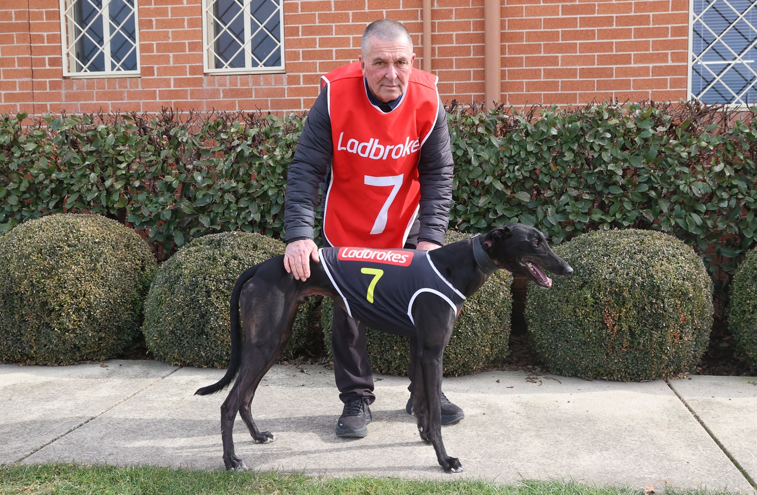 Star Graduates Set To Fly In Puppy Classic - Greyhound Recorder