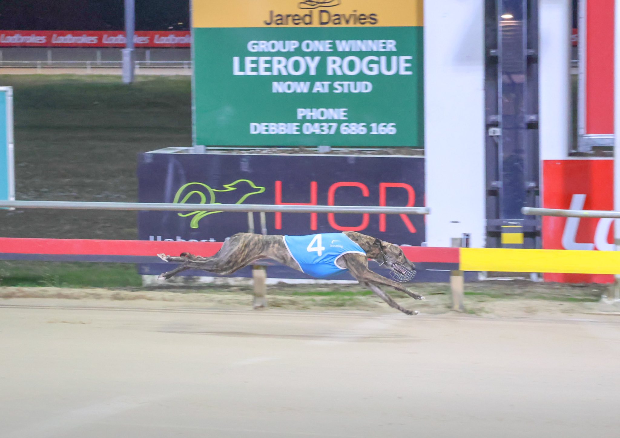 Wright's 'Wish' Fulfilled In Shane Yates Cup - Greyhound Recorder
