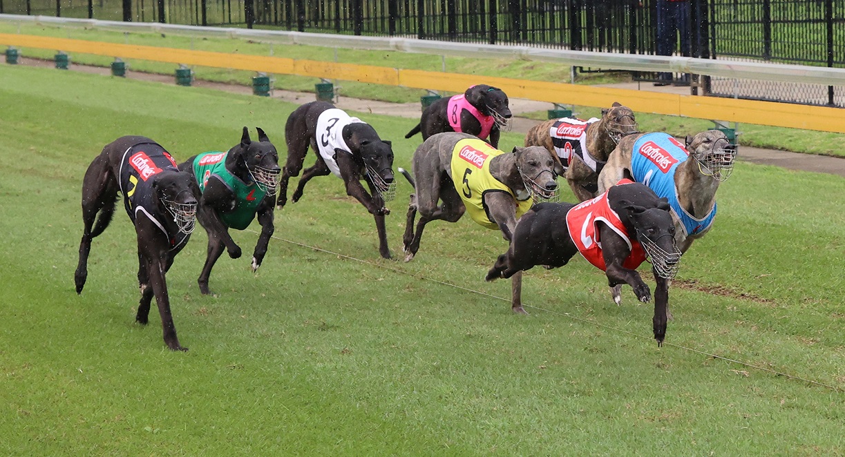 Gets Late Early Set For Century To Remember - Greyhound Recorder