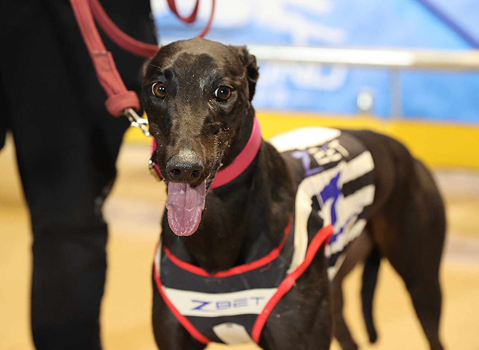 National Champs Mark Major Milestone - Greyhound Recorder