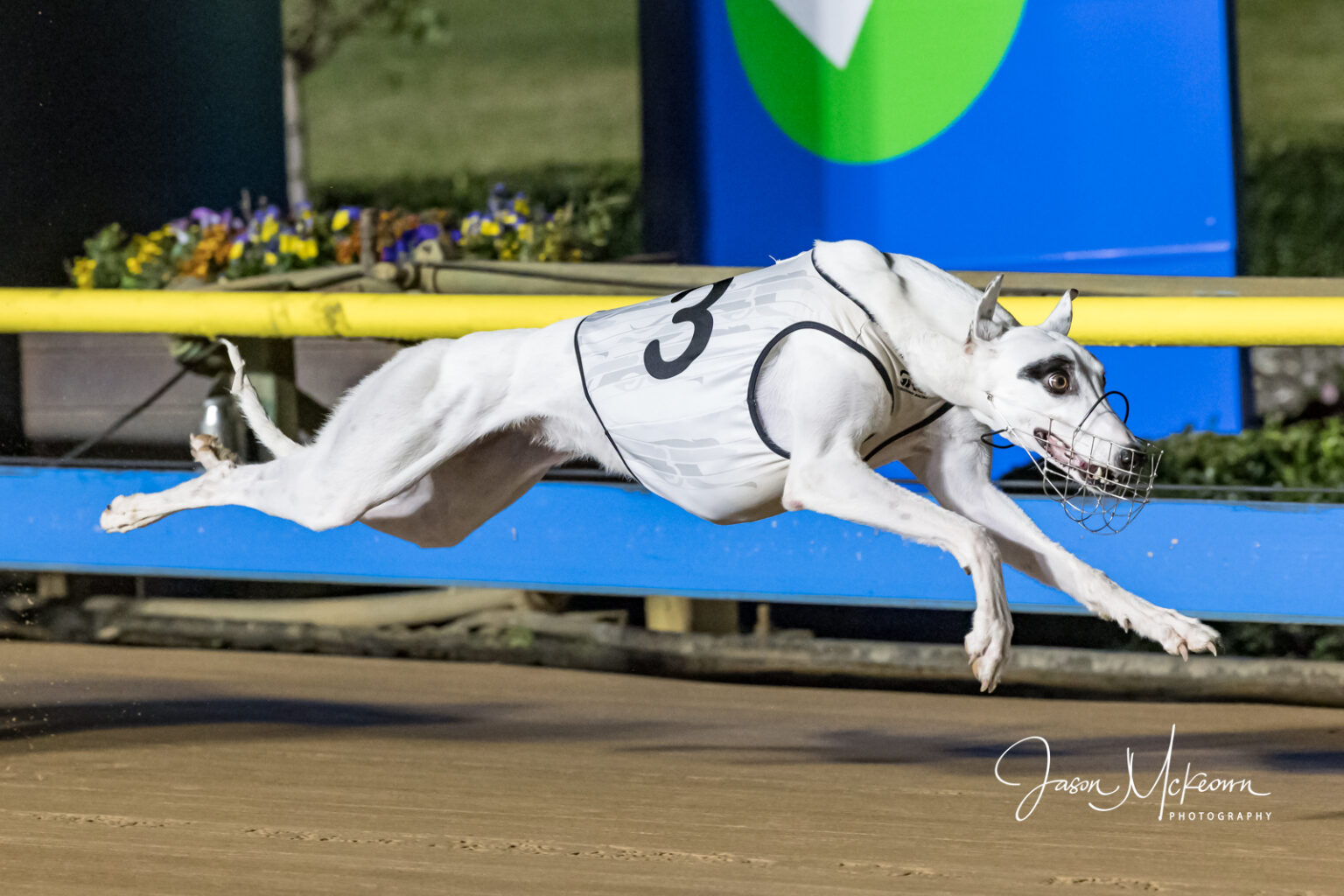 Without A Trace Warms Up For Nationals Test - Greyhound Recorder