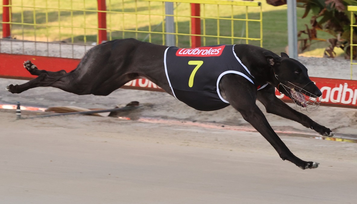 'Drawn Well': Intrepid Eagle To Take Flight In Megastar - Greyhound ...