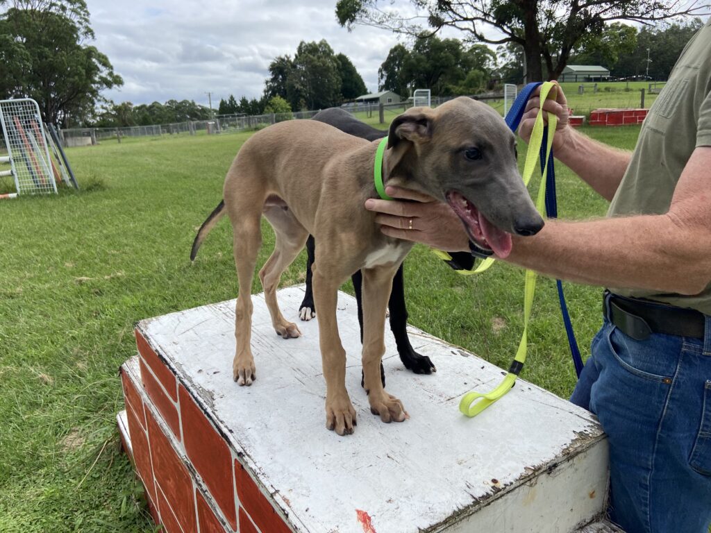The Uplifting Tale Behind 'Miracle' Long Shot - Greyhound Recorder
