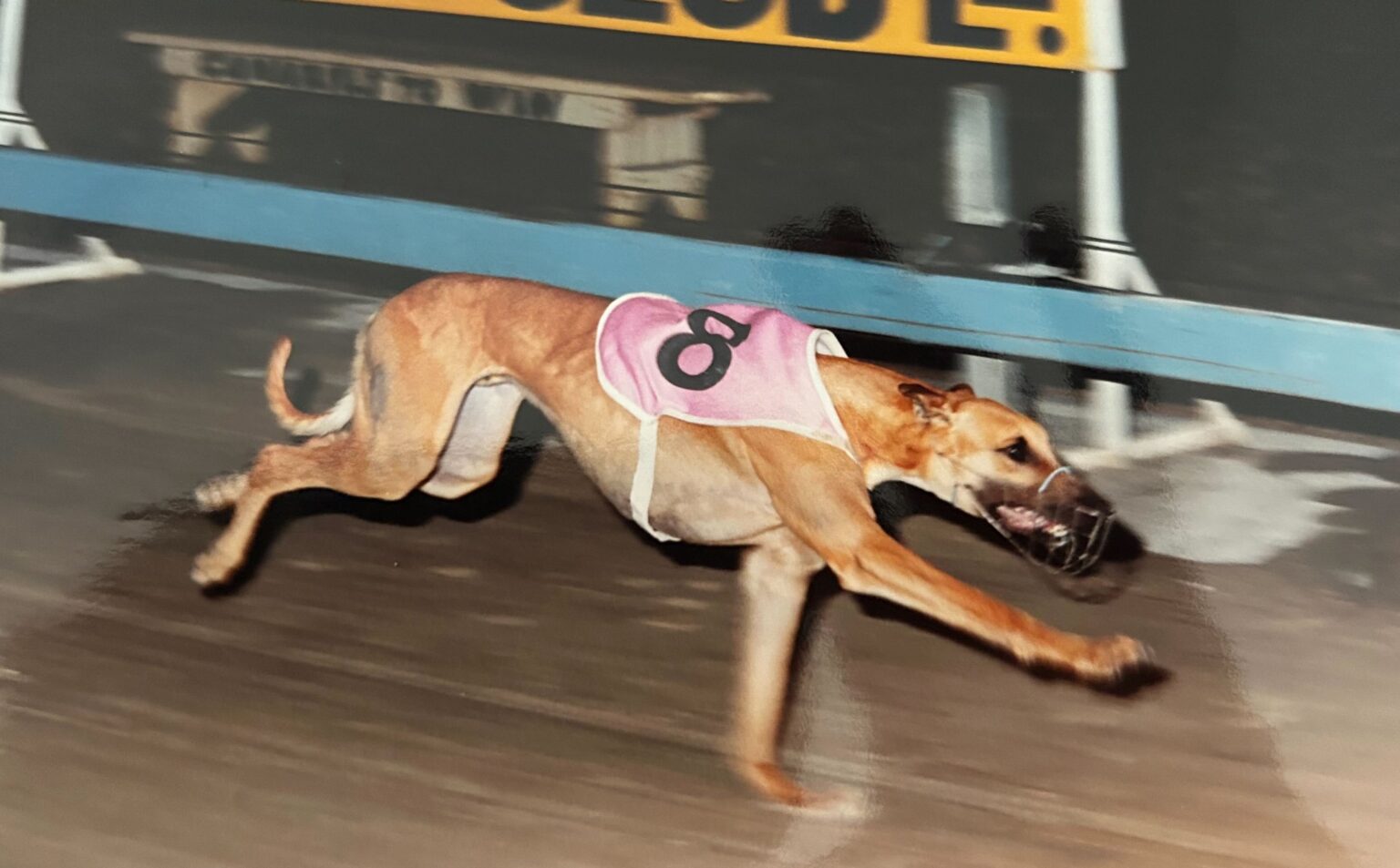 How Famous Nads Era Put Dapto On The Map - Greyhound Recorder