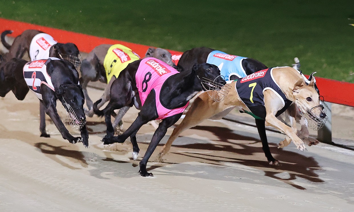 Best Box, Best Dog Has Thompson In Megastar Mix - Greyhound Recorder