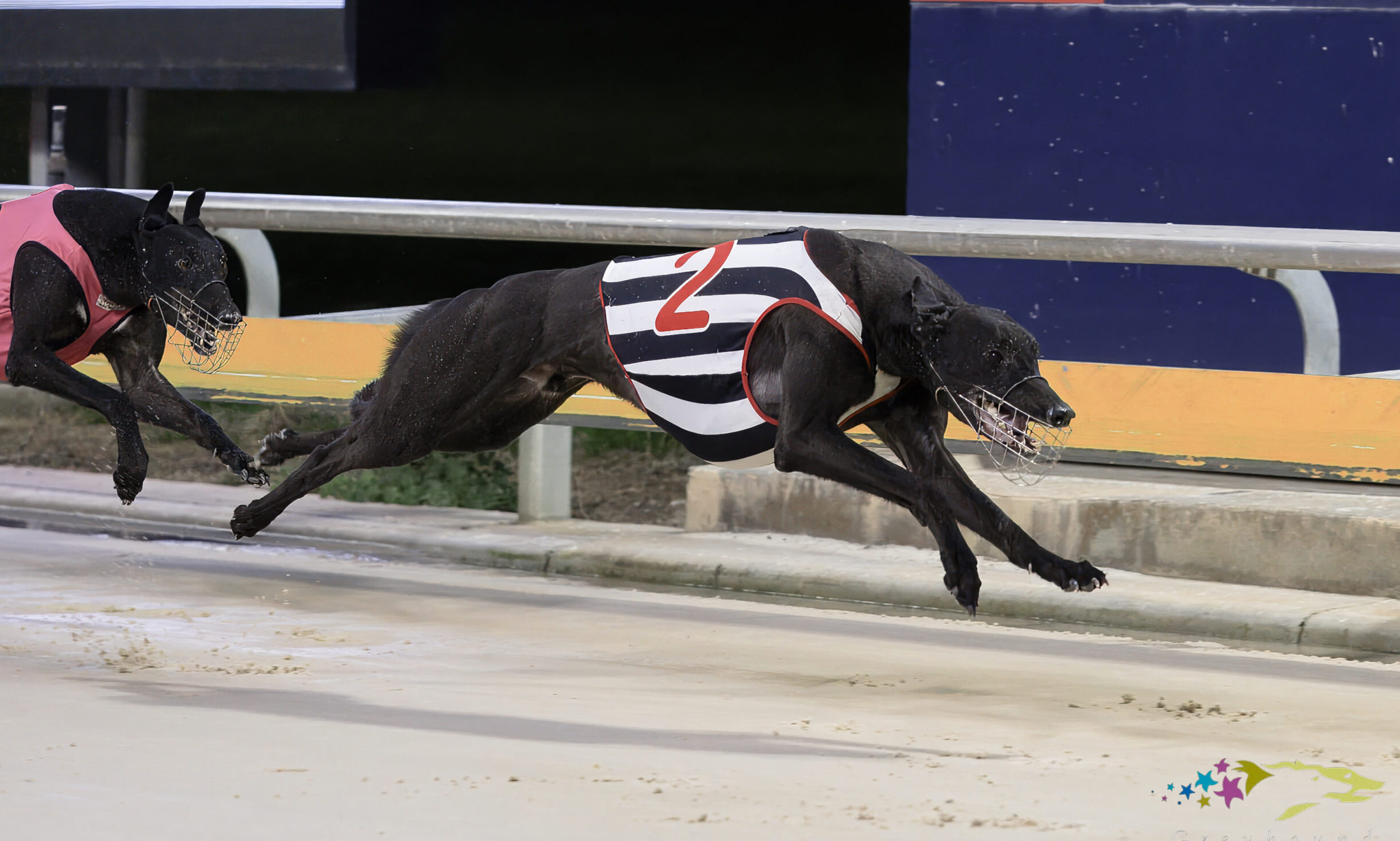 Reality Is Hot To Trot In The Bonfire - Greyhound Recorder